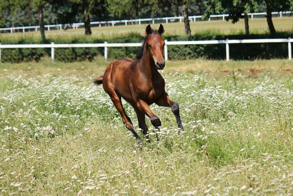 Thoroughbred – Bábolna Nemzeti Ménesbirtok