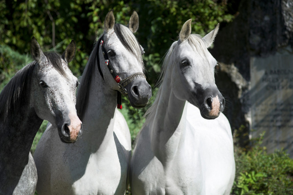 Bábolna Nemzeti Ménesbirtok – Bábolna Nemzeti Ménesbirtok