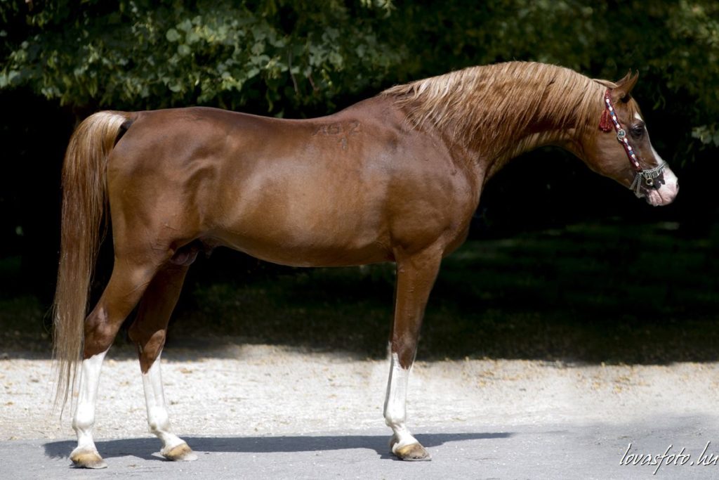 3636 Malik B – Bábolna Nemzeti Ménesbirtok