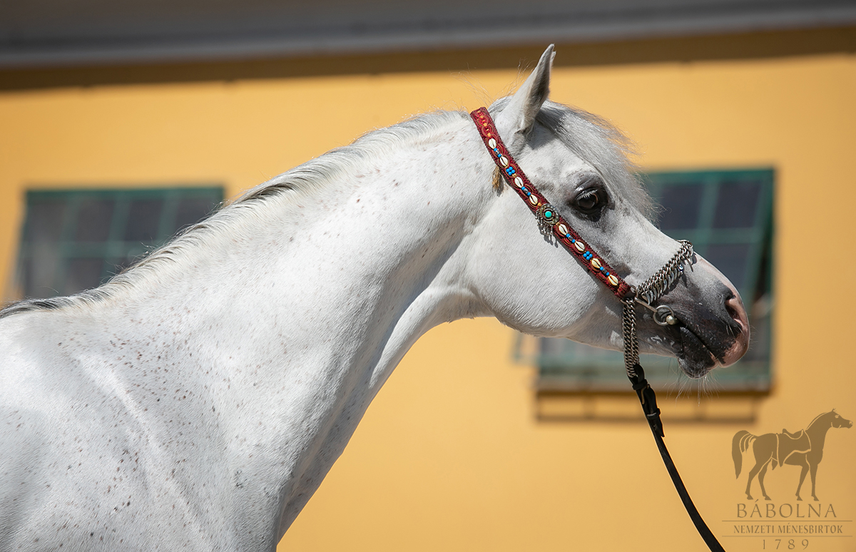 Bábolna Nemzeti Ménesbirtok – Bábolna Nemzeti Ménesbirtok