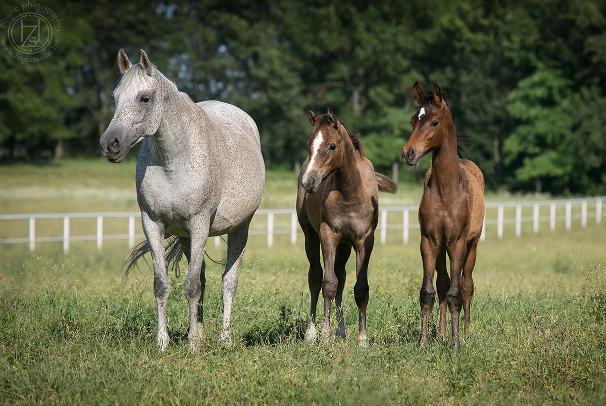 Bábolna Nemzeti Ménesbirtok – Bábolna Nemzeti Ménesbirtok