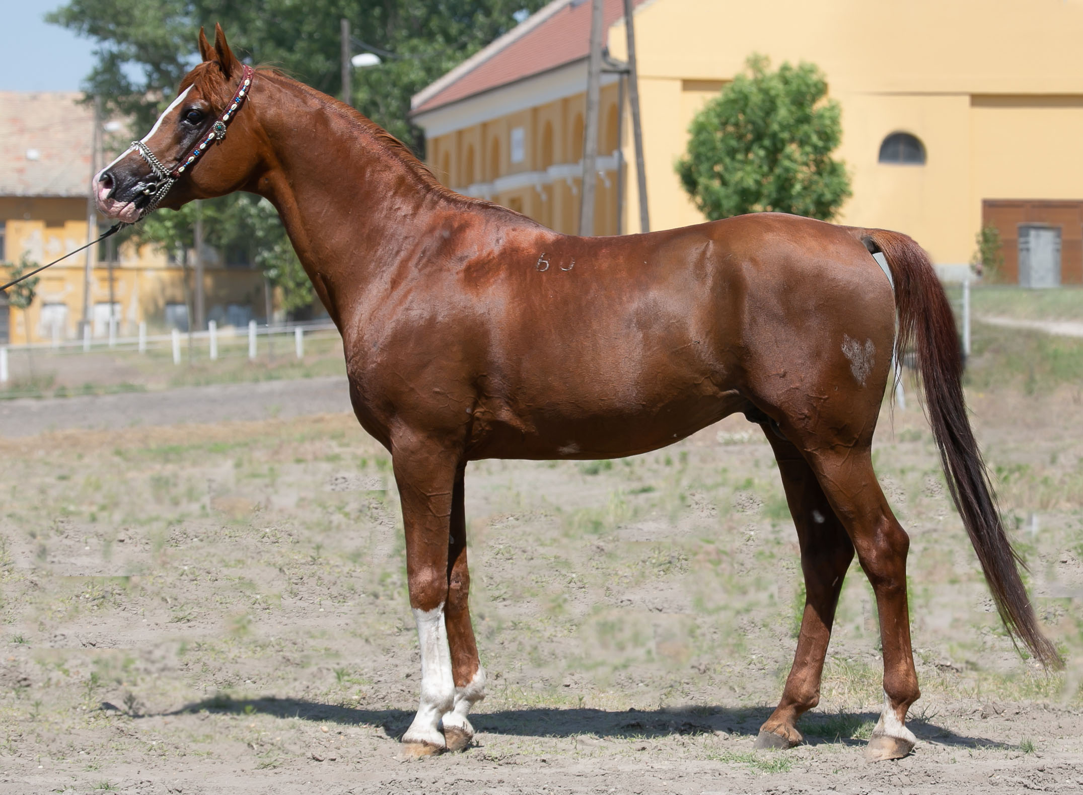 Shagya-Arabian – Bábolna Nemzeti Ménesbirtok