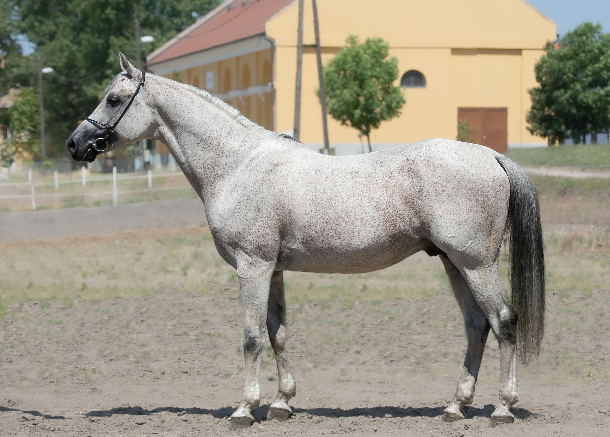 Nevezetességek – Bábolna Nemzeti Ménesbirtok