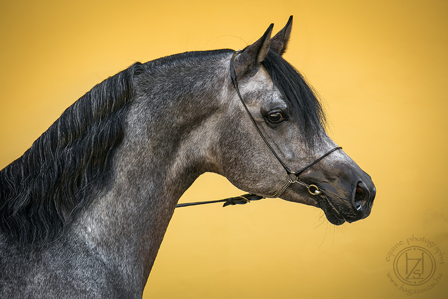 Bábolna Nemzeti Ménesbirtok – Bábolna Nemzeti Ménesbirtok