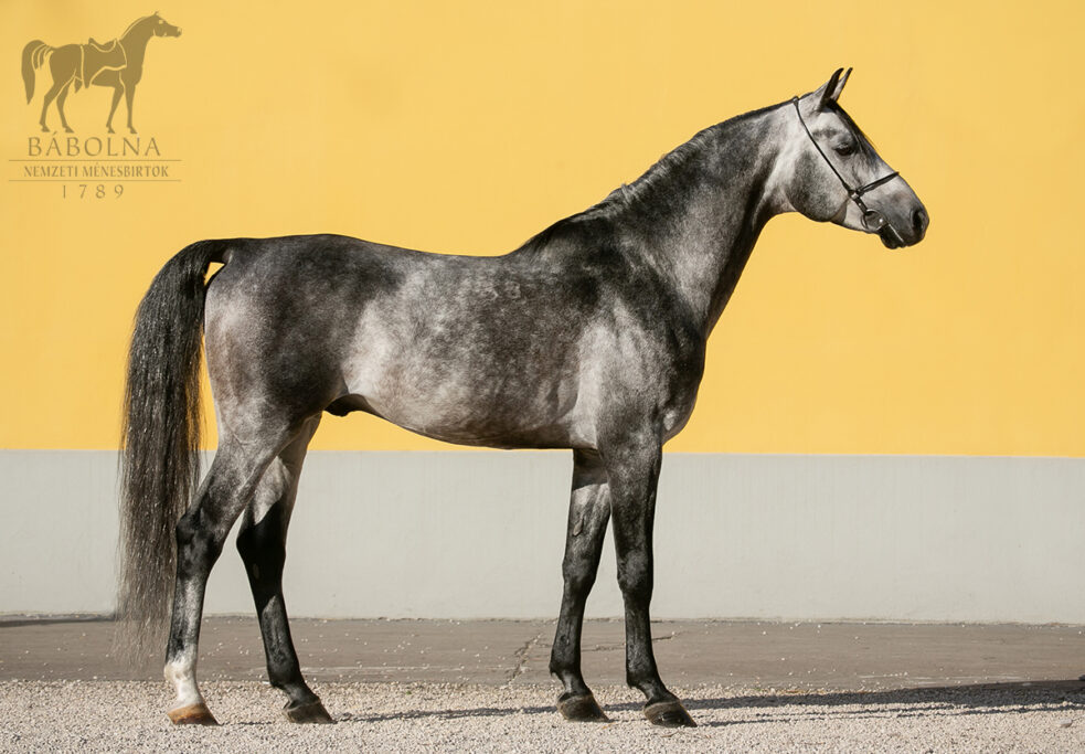 The Stud – Bábolna Nemzeti Ménesbirtok